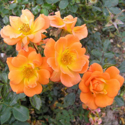 Rose Sweet Magic 5 Litre Potted Plant | DIY at B&Q