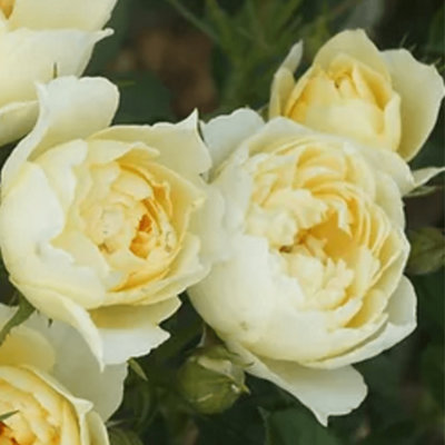 Rose Sweet Memories 5L Potted Rose