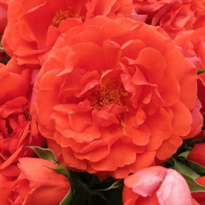 Rose Wonderful World (Climber) 5L Potted Rose