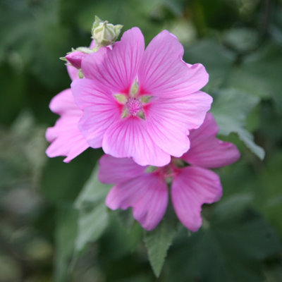 Rosea Tree Mallow Outdoor Shrub Plant Malva x Clementii 2L Pot