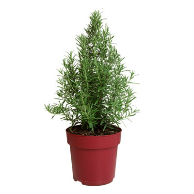 Rosemary Christmas Tree in 15cm Pot - Evergreen Indoor Outdoor Aromatic ...