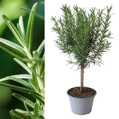 Rosemary Lollipop Tree in 14cm Pot - Rosmarinus Officinalis Herb Plant ...