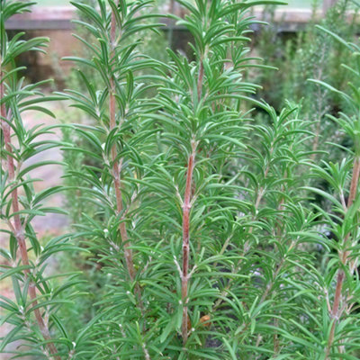 Rosemary Primley Blue Herb - Evergreen Garden Cooking Culinary Plant in ...