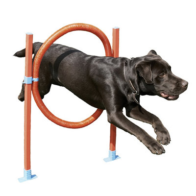 Rosewood Dog Agility Hoop Jump