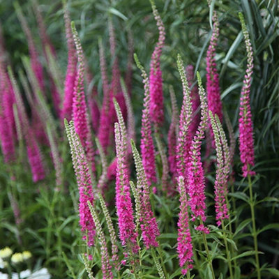Rotfuchs Speedwell Red Fox Perennials Flowering Plants Veronica Spicata ...