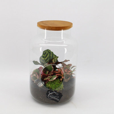Rotsplanten Mixed, 12cm Pot Size, 10cm Tall, Rosa St Mixkar, Indoor ...