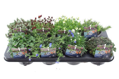 Rotsplanten Mixed, 13cm Pot Size, 35cm Tall, Succulents, Indoor Houseplant