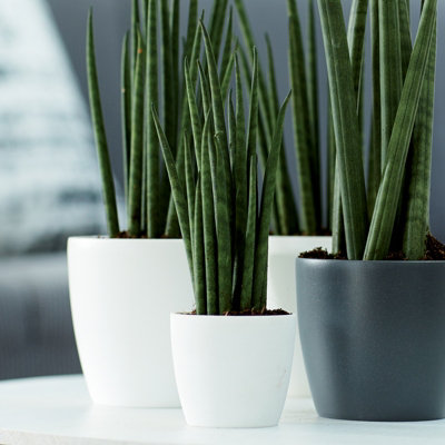 Round Mini White 7cm Planters Set of Three For Houseplants and ...