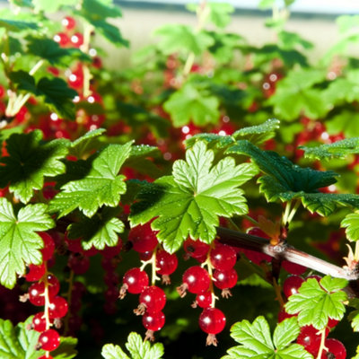 Rovada Redcurrant (Ribes rubrum) Plant - 7Ltr Potted