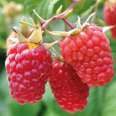 Rubus idaeus Malling Promise Garden Plant - Sweet Red Raspberries ...