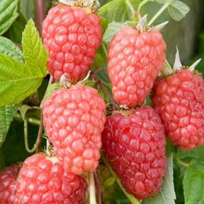 Rubus idaeus Malling Promise Garden Plant - Sweet Red Raspberries ...
