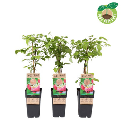 Rubus idaeus Willamette, 15cm Pot Size, 50cm Tall, Raspberry
