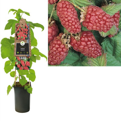 Rubus Ob Loganberry, 17cm Pot Size, 75cm Tall, Loganberry, Indoor ...