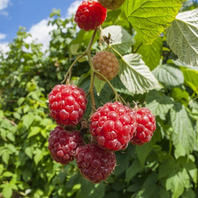 Rubus (Raspberry) idaeus Willamette 15cm Potted Plant x 1