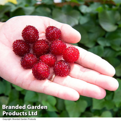 Rubus (Raspberry Tree) Hararasp 5 Litre Potted Plant x 1 - Grow Your ...