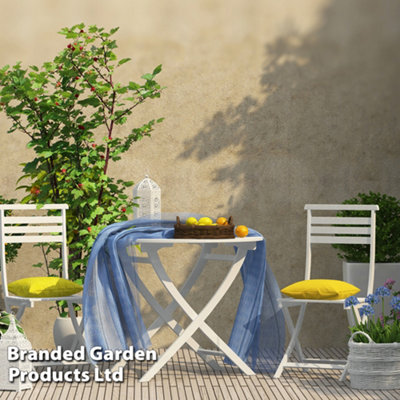 Rubus (Raspberry Tree) Hararasp 5 Litre Potted Plant x 1 - Grow Your Own Fruit