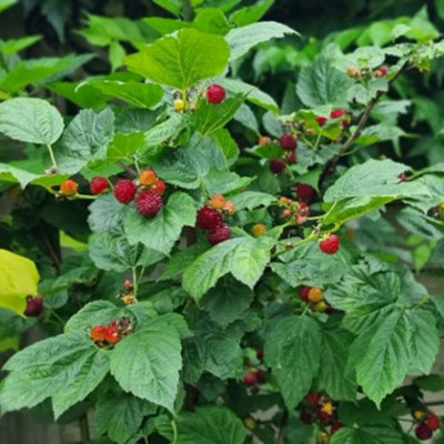 Rubus (Raspberry Tree) Hararasp 5 Litre Potted Plant x 1 - Grow Your ...