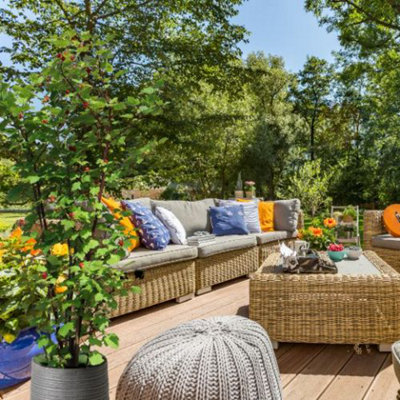 Rubus (Raspberry Tree) Hararasp 5 Litre Potted Plant x 1 - Grow Your ...