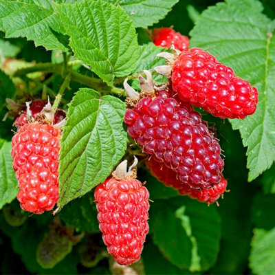 Rubus Tayberry Plant in 9cm Pot - Tasty Large Fruit for Home Growers