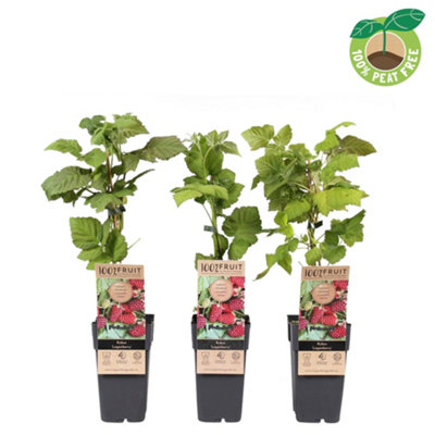 Rubus Thornless Loganberry, 15cm Pot Size, 50cm Tall, Loganberry ...
