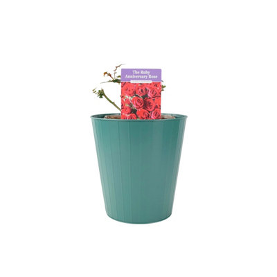 RUBY ANNIVERSARY WEDDING ROSE IN 55L POT DARK RED BLOOMS FOR SPECIAL ...