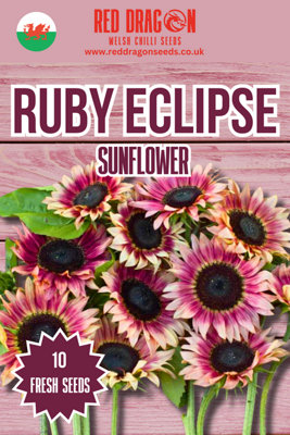 Ruby Eclipse Sunflower Seeds - 10 Fresh Seeds