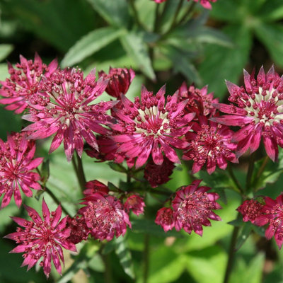 Ruby Wedding Masterwort Perennials Flowering Plants Astrantia Major 2L Pot