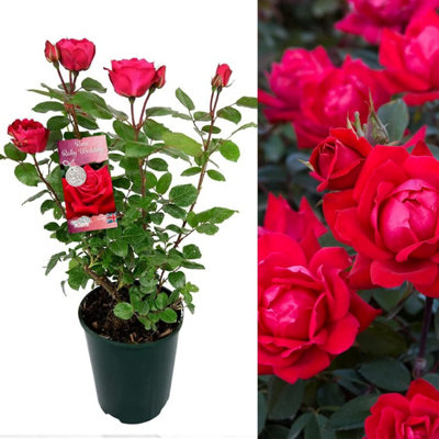 Ruby Wedding Rose Bush Gift Wrapped - 40th Wedding Anniversary Plant