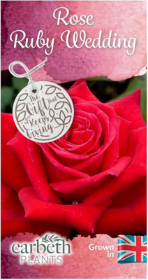 Ruby Wedding Rose Bush Gift Wrapped - 40th Wedding Anniversary Plant