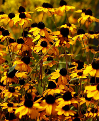 Rudbeckia Blackjack Gold - Late Summer Interest - Set Of 3 Plants In 1l ...