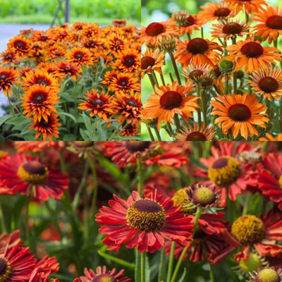 Rudbeckia cherokee, echinacea orange passion & helenium ranchera 6 x ...