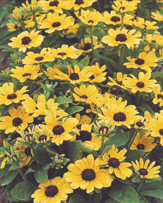 Rudbeckia Toto Lemon Seeds Bright Yellow Easy to Grow Hardy Summer ...