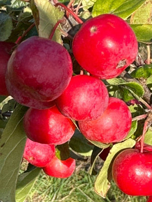 Rudolph Crab Apple (Malus) Tree - 7Ltr Potted
