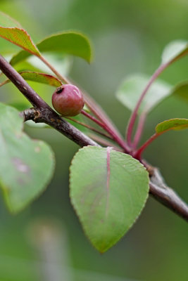 Rudolph Crab Apple (Malus) Tree - 7Ltr Potted