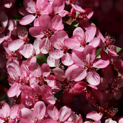 Rudolph Crab Apple Tree Malus Outdoor Ornamental Tree 9L Pot 1.5m - 1.8m
