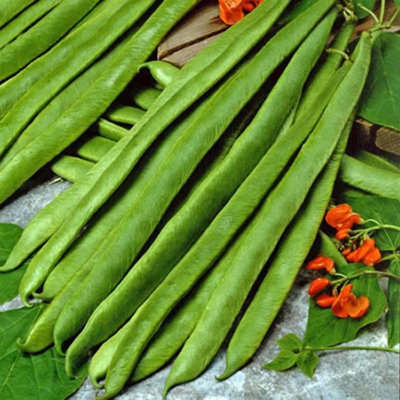 Runner Bean Enorma Veg 6 plug plants