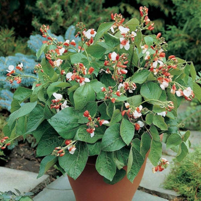 Runner Bean Hestia (Dwarf) 1 Seed Packet (20 Seeds)