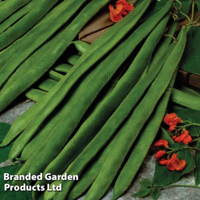 Runner Bean Scarlet Empire 1 Seed Packet (30 Seeds)