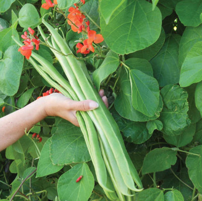 Runner Bean Scarlet Empire Veg 6 plug plants