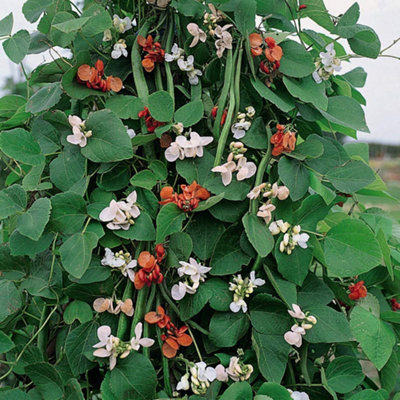 Runner Bean Summer Flowered Mixed 1 Seed Packet