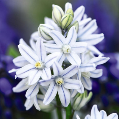 Russian Snowdrop (Puschkinia) 50 Bulbs (Size 05/06) | DIY at B&Q