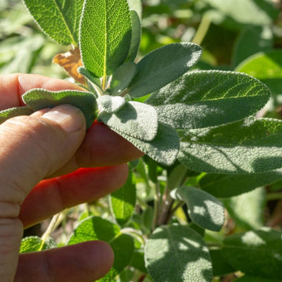 Sage Plant in 14cm Pot - Herb Plants - Grow Your Own Herb Garden