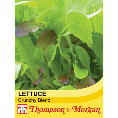 Salad Leaves - Crispy Lettuce Blend 1 Seed Packet (500 Seeds)