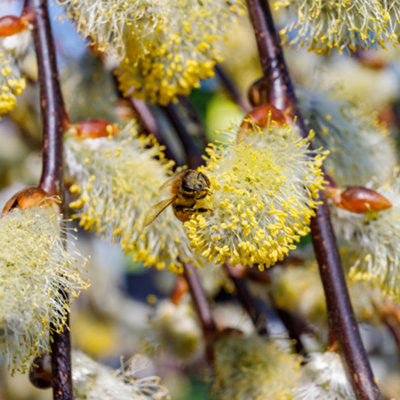 Salix caprea Pendula Tree - Kilmarnock Willow, Hardy, Low Maintenance ...