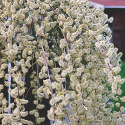 Salix caprea Pendula Tree - Kilmarnock Willow, Hardy, Low Maintenance ...