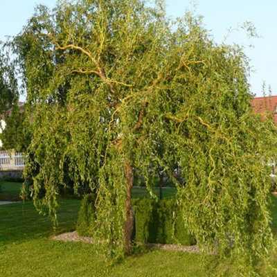Salix Erythroflexuosa Tree - Red Twisted Stems, Winter Interest, Hardy ...