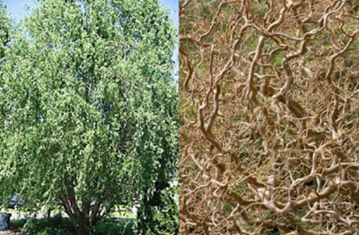 Salix Erythroflexuosa Twisted Willow Tree 6ft Tall Supplied in a 12 ...