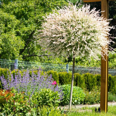 Salix Flamingo Tree - 17cm Potted Plant (standard) x 1 - Ideal for ...