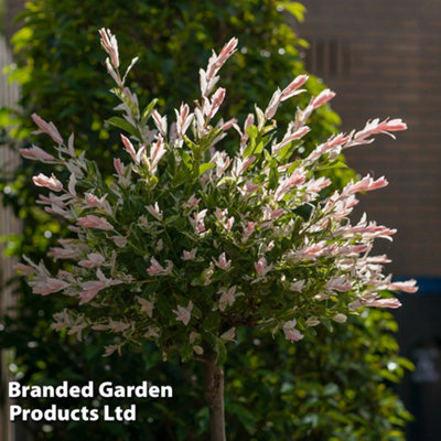 Salix Flamingo Tree - 17cm Potted Plant (standard) x 2 + Patio Pot x 2