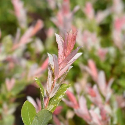 Salix Hakuro Nishiki Flamingo Bush in 14cm Pot - Amazing Foliage Colour